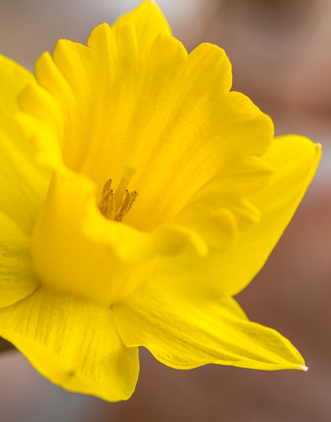 Springtime and Daffodil is the First Flower of Spring! | dav.d photography