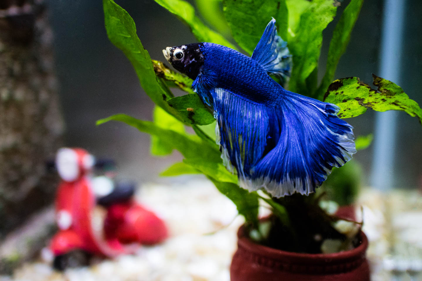 Beta Fish Practice Photography | dav.d photography