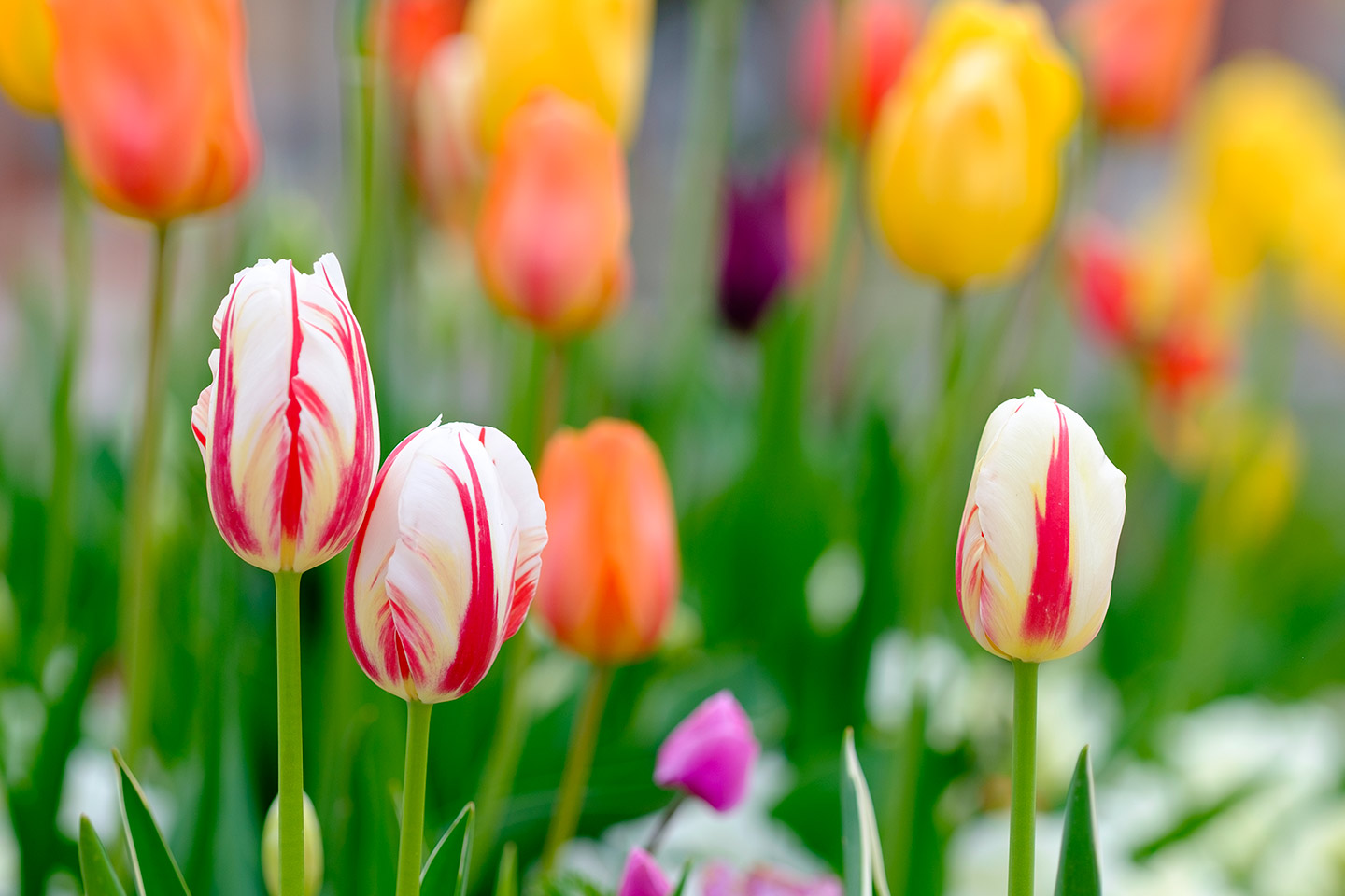 Spring Tulips & Blossoms in Spring 2017 | dav.d photography