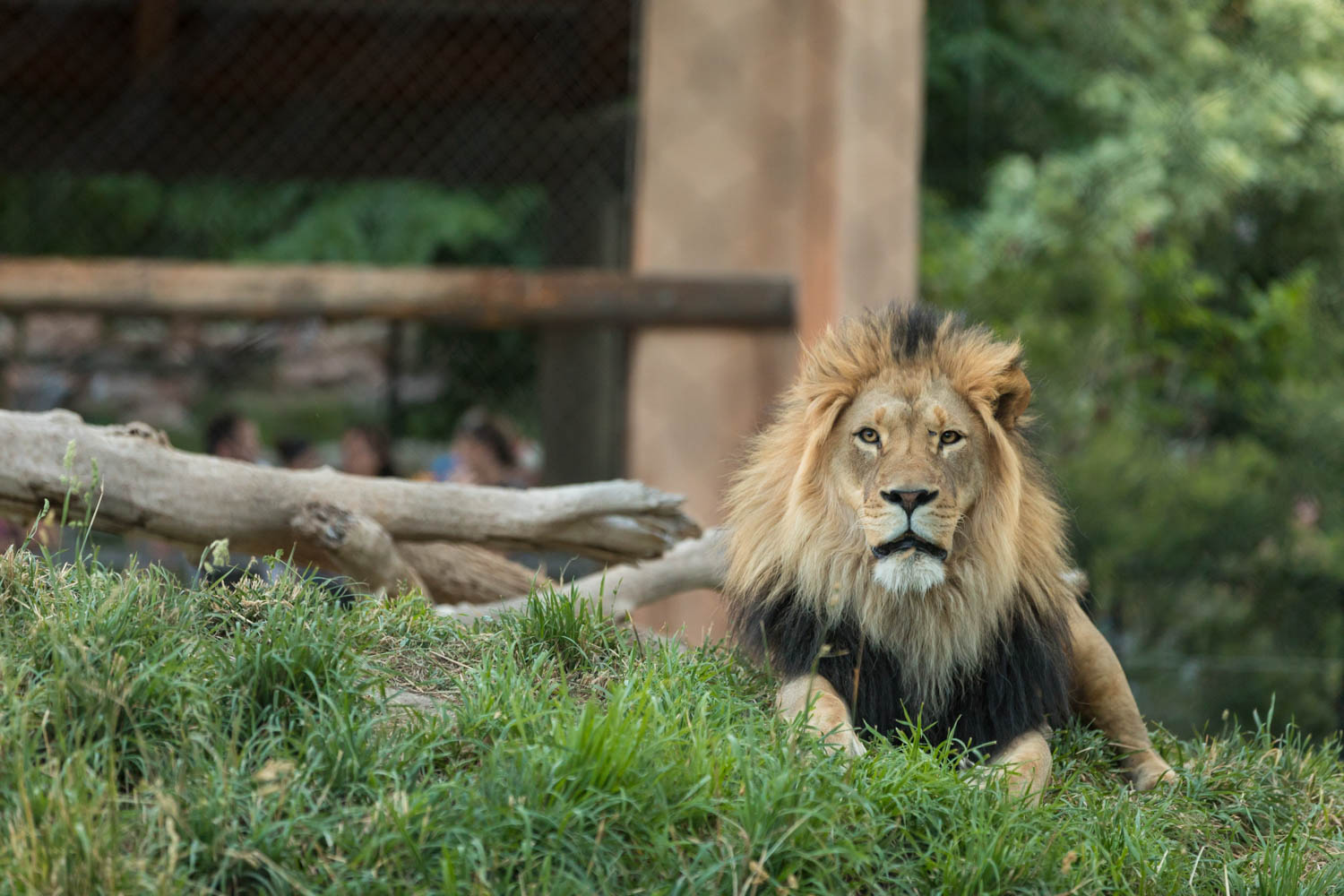 An Evening at Hogle Zoo with a Super Long Lens | dav.d photography