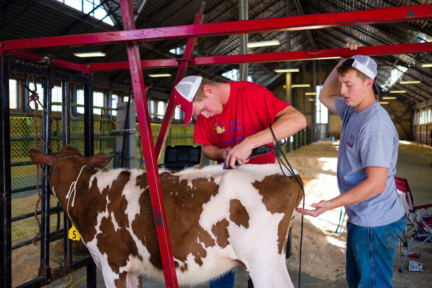 Utah State Fair Animals | dav.d photography